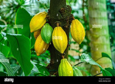 Cacao Tree Or Cocoa Tree Theobroma Cacao Is An Evergreen Tree Native To Tropical America Stock