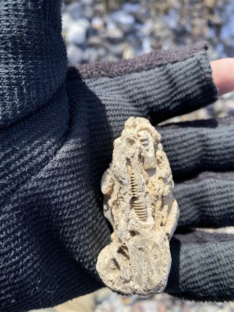 Crinoid Fossil R Fossilid