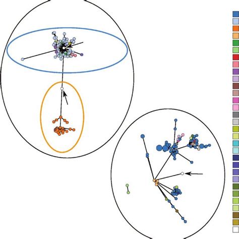 Core Genome Multilocus Sequence Typing CgMLST Of Download Scientific Diagram
