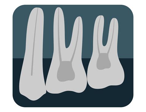 X Ray Of Human Teeth Three Healthy Molars On An X Ray Vector