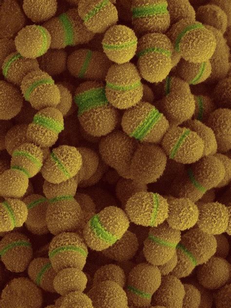 Streptococcus Salivarius 4 Photograph By Science Photo Library Pixels