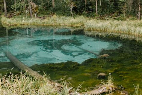 The Layers Of Life In A Pond Ecosystem Sigma Earth