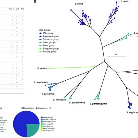 S Oralis Strains Were Exceptionally Recombinogenic A Recombination