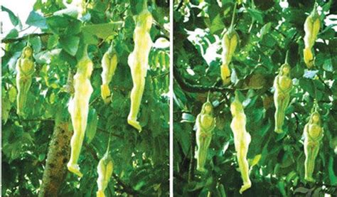 Mystery Tree That Bears Fruit In The Shape Of WOMEN Daily Trust