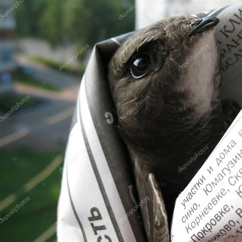 Swift Bird Stock Photo ChemistRu