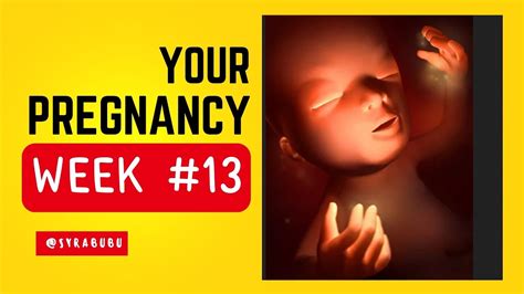 Pregnancy Week By Week 13 Weeks Fetal Developments Youtube