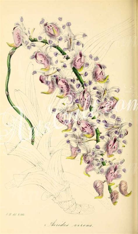 Flowers 27304 Dark Green Leaved Air Plant Aerides Virens Botanical Floral Botany Natural