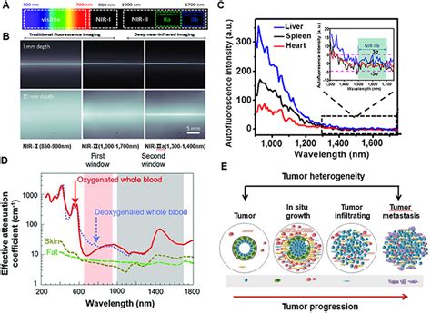 Nir‐ii Window For Tumor Imaging A Segmentation Of Wavelengths Of