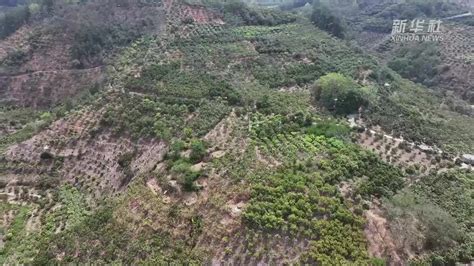 芒果丰收季带你到右江河谷看芒果海 凤凰网视频 凤凰网