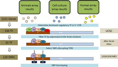 The Data Analysis Workflow Used In The Present Study Download Scientific Diagram