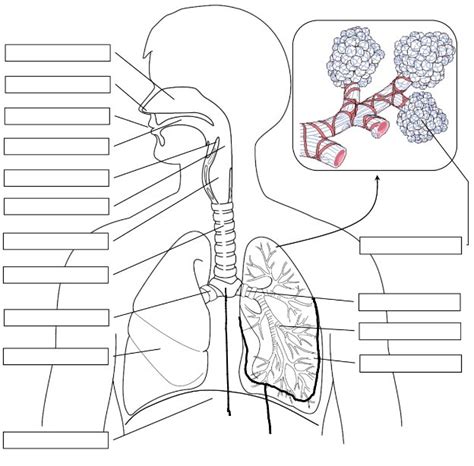 Respiratory Quiz Diagram Quizlet