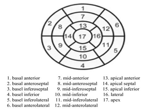 17 Segment Model Of The Lv Myocardium Developed By The Accaha For