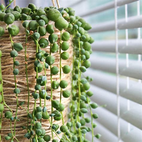 How To Grow An Epic String Of Pearls Plant Mountain Crest Gardens