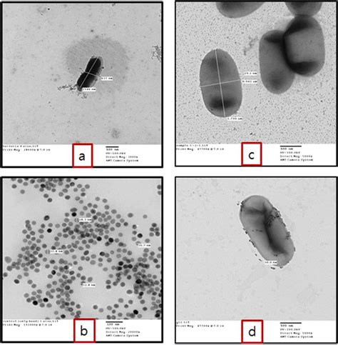 Transmission Electron Microscope Image A Of A Single Cell Of