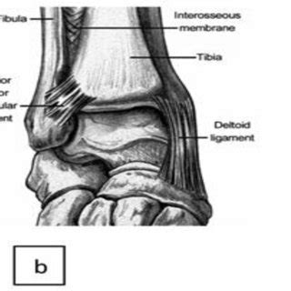 Pdf The Lateral Ankle Sprain The Syndesmosis And The Physiotherapist