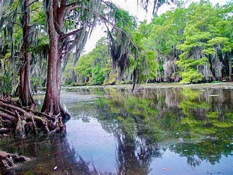 Experience A Tour Of Louisianas Swamps Deep South Travel Inspiration
