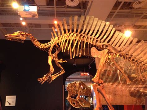 Ouranosaurus Skeleton