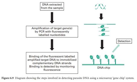 Dna Based Technologies Methods Of Detection Of Parasites Protozoa