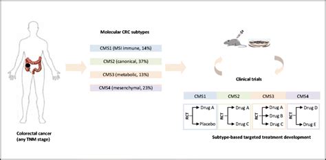 The Molecular Colorectal Cancer Classification According To The