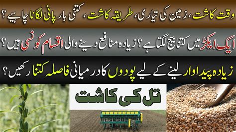 Till Ki Kasht تل اور تلی کی کاشت Sesame Production Technology How