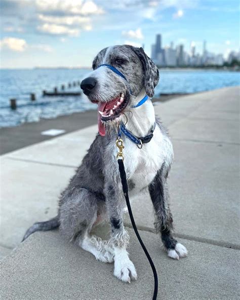 Great Dane Mixed With Poodle