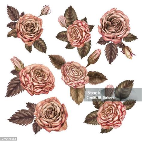 핑크 브라운 장미의 꽃다발 세트로 세련 된 색상 결혼식 발렌타인 데이 어머니의 날 사진 여성 선물 섬유 카드 스티커 스크랩북에 대한 식물 템플릿 0명에 대한 스톡 벡터 아트