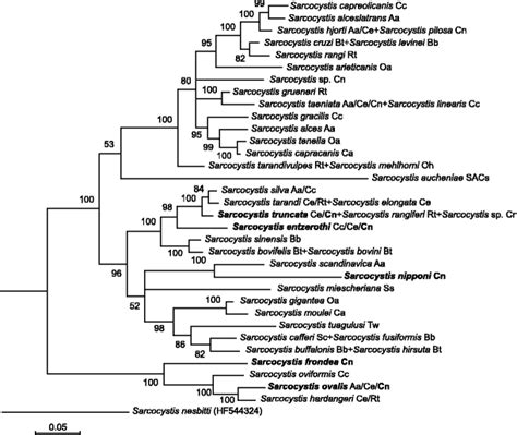 The Phylogenetic Tree Of Selected Sarcocystis Species From Ruminants
