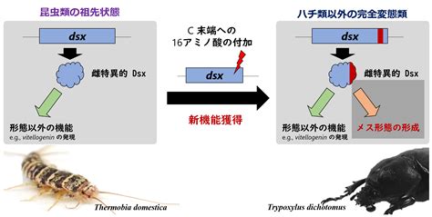 昆虫類において形態の性差をつくるメカニズムの進化的起源を推定 学生の研究 国立大学法人 総合研究大学院大学