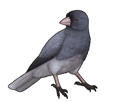 Dark Eyed Junco By Dragonartist15 On Deviantart