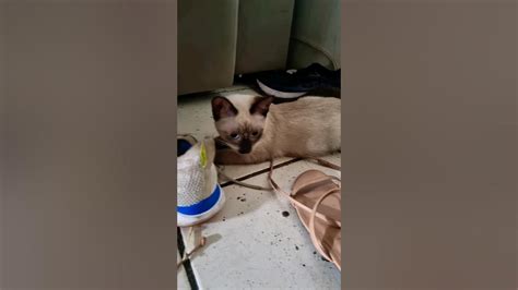 Chippy Chippy Chopa Chopa Youtube