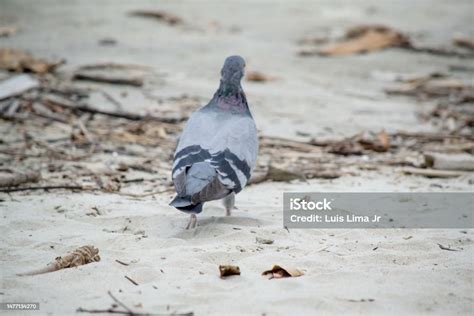 부엌에서 구제 및 조미료를위한 약용 식물과 아름다운 녹색 잎 0명에 대한 스톡 사진 및 기타 이미지 0명 건강관리와 의술 건강한 식생활 Istock