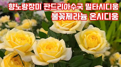 향노랑장미 수국 팝콘베고니아 플럼바고 불꽂제라늄 델피늄 온시디움 Youtube