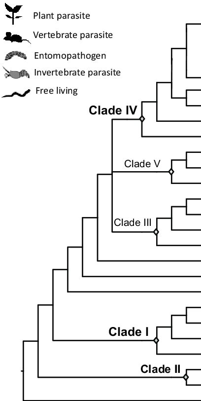 1 Schematic Representation Of The Phylum Nematoda Examples Of Nematode