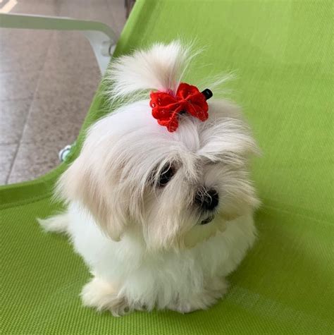 მონასტრის ლეკვები Tbilisi