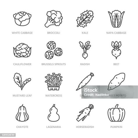 양배추 야채 플랫 라인 아이콘 세트 케일 브로콜리 콜리플라워 브뤼셀 콩나물 무 다이콘 비트 뿌리 벡터 일러스트레이션 개요 그림 토그램 식품 가게 픽셀 완벽한 64x64 편집