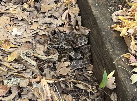Snake Identification Minnesota Rsnakes