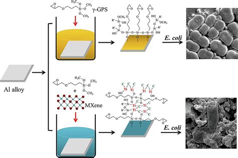 Mxene Hybridized Silane Films With Antibacterial Properties Mxene Download Scientific Diagram