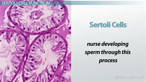 Sertoli Cells Definition Function And Location Lesson