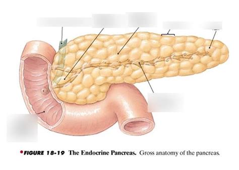 Pancreas Diagram Quizlet