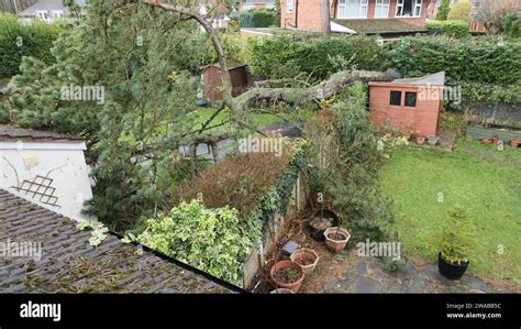 Storm Damage Showing A Huge Pine Tree Having Fallen Onto Shed And A Garden In England Stock