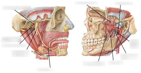 Face Infratemporal Fossa Image 9 Exam 1 Diagram Quizlet