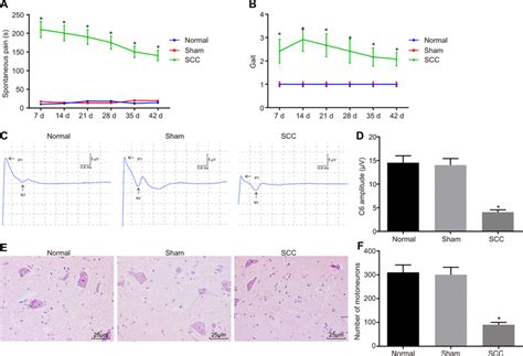 Scc Model Is Successfully Established Spontaneous Pain Time A And