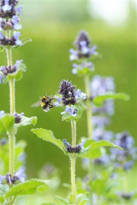 Hypericum Perennial Power
