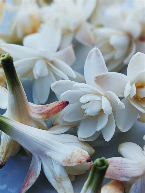 Hothouse Natural Perfume Tuberose Amber Attack Of The White Floral