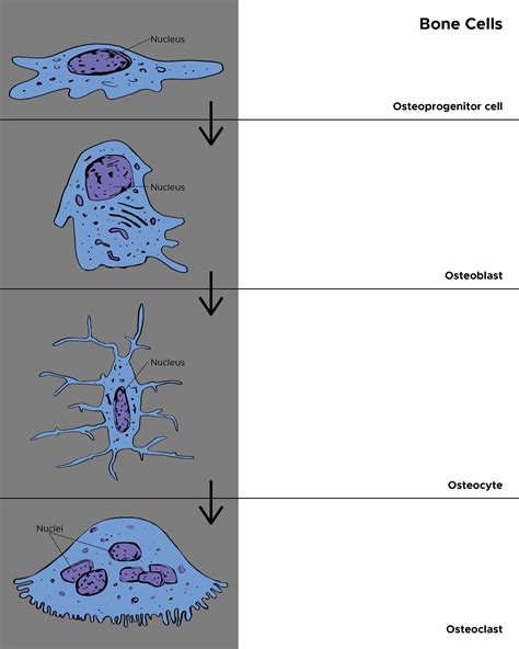 Histology Osteoprogenitor Cells Treatment And Management Point Of
