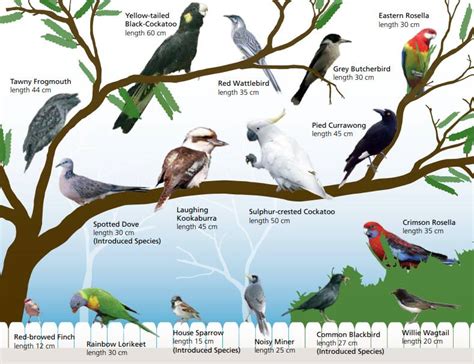 Take A Closer Look At What You See For The Aussie Backyard Bird Count