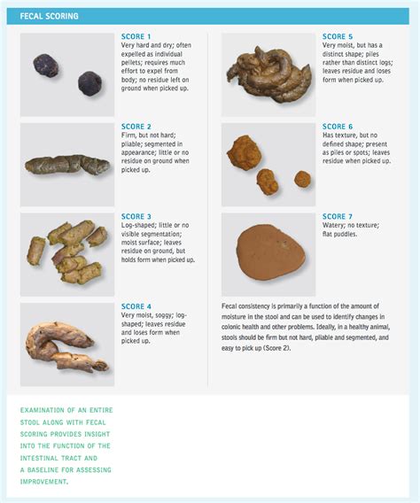How Do Cats Poo