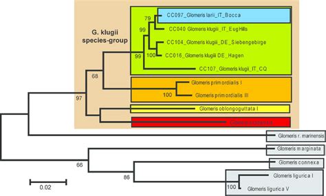 Phylogenetic Tree Recovered In The Combined Maximum Likelihood Analysis Download Scientific