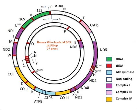 Human Mitochondrial Dna Structure Mammalian Mitochondrial Dna Mtdna