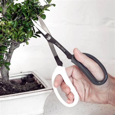 Japanese Pruning Scissors The Seed Collection